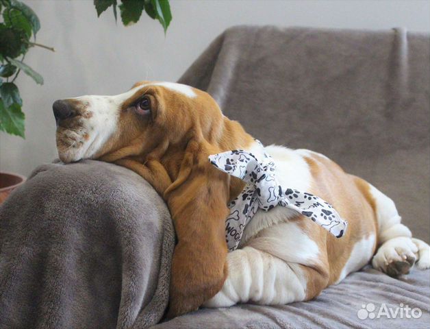 Щенки бассет хаунд