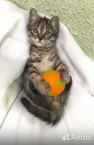 Котёнок Серж