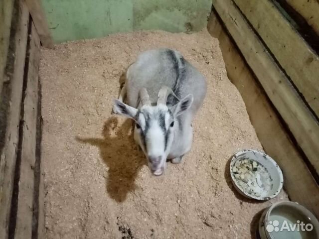 Двойные козы