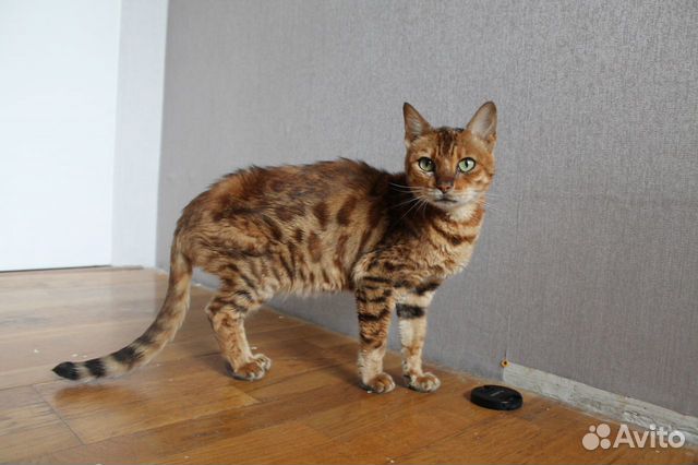 Бенгальская кошка бесплатно