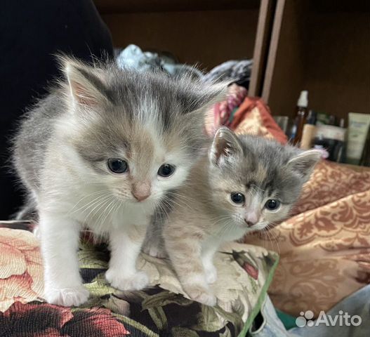 Ласковые девченки в добрые руки