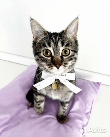 Котёнок, ласковая Мышка 3 мес, в дар