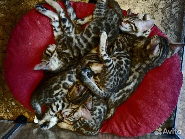 Бенгальские котята