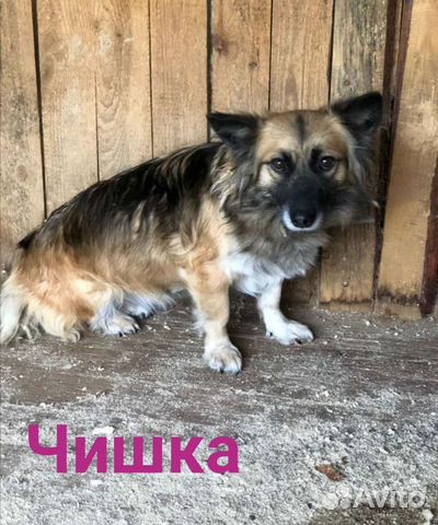 Чишка и её дочка в поисках дома