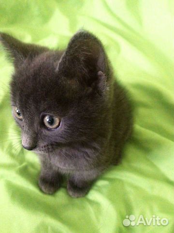 Котёнок девочка Русская голубая 2 месяца