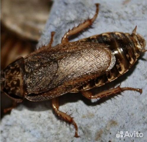 Мраморные тараканы