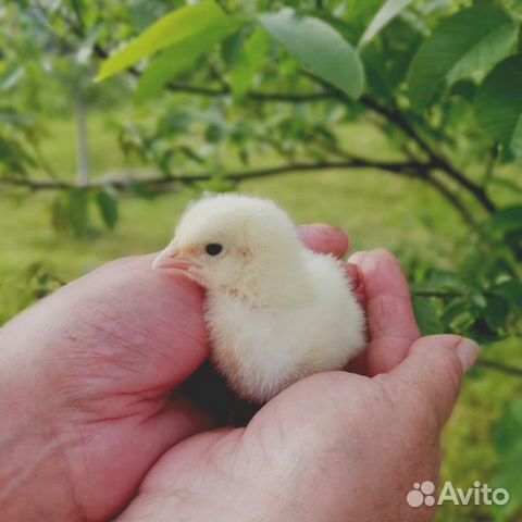 Цыплята бройлеры суточные