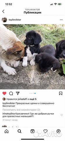 Щенки бесплатно