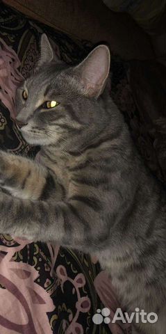 Кот на вязку