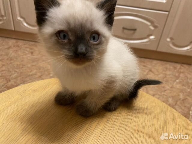 Тайские котята бесплатно