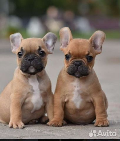 Французский бульдог щенки