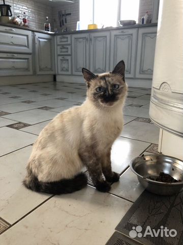 Кошка ищет дом