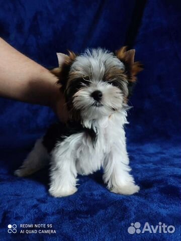 Микро девочка