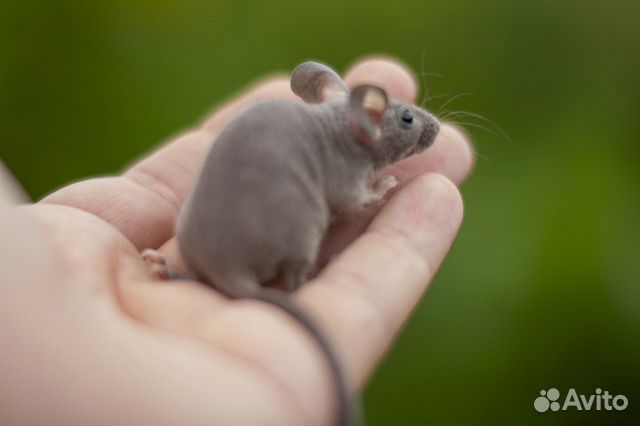 Декоративная мышка лысая, девочка