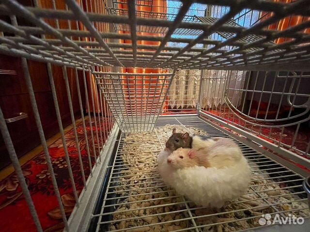 Крысята с клеткой