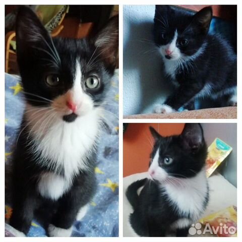 Очень умные котята