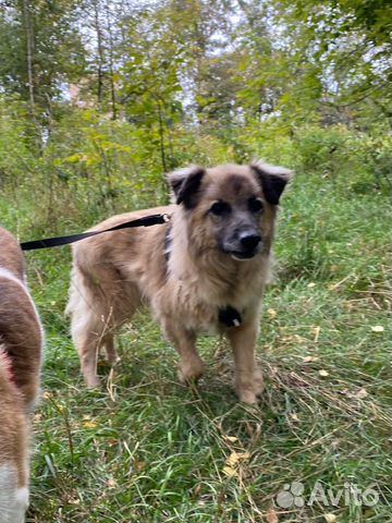 Старый пес на доживание