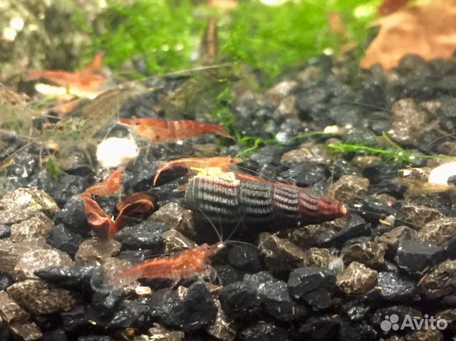 Тиломелания Оранжевый кролик