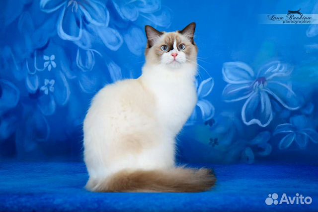 Биколорчик рэгдолл