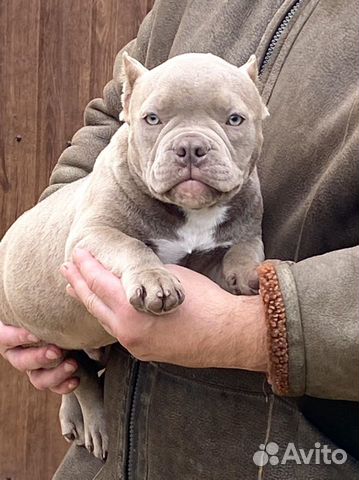 Американский булли