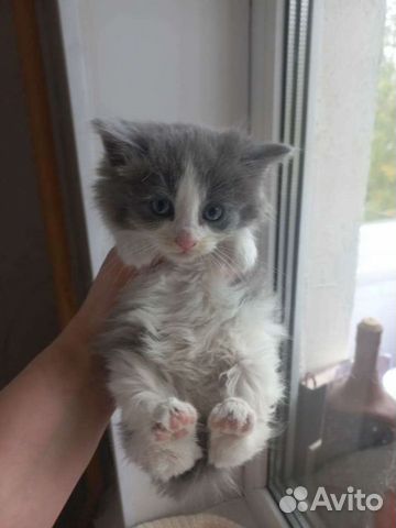 Котенок Крошка