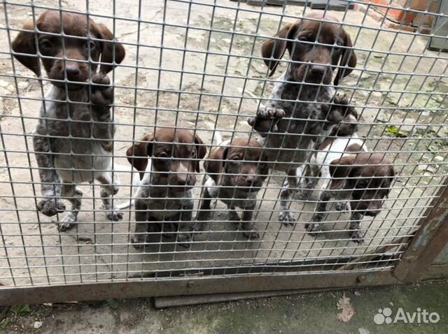 Собака курцхаар