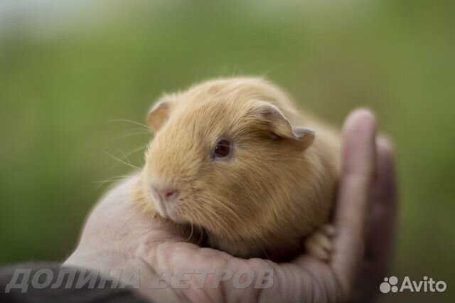 Морская свинка мальчик селф
