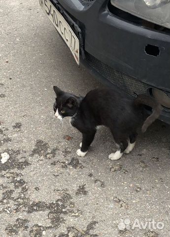 Котенок кот в дар бесплатно добрые руки