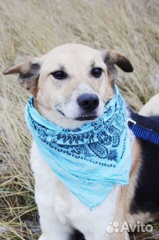 Красотка Мия ищет дом