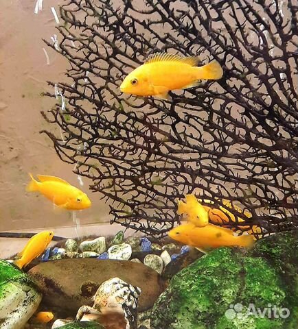 Аквариумные рыбки цихлиды