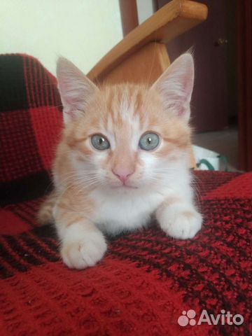 Рыжий котенок мальчик