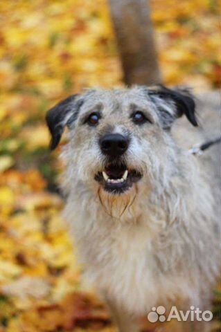 Бриар метис в самые добрые руки