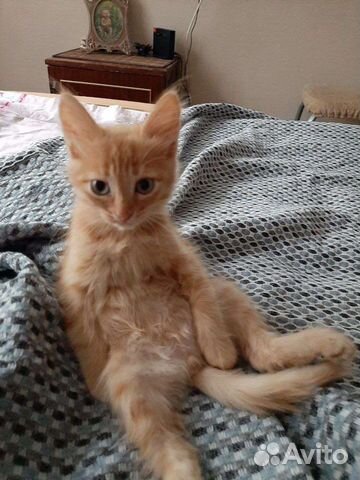 Котик в любящие руки