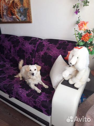 Ищет дом мелкая Собачка Долли