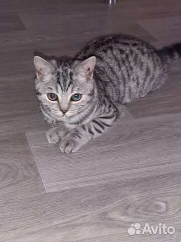 Котенок бесплатно