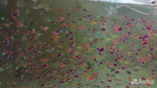 Тернеция гло