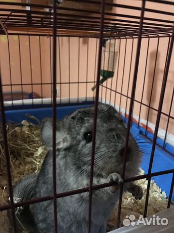 Продам шиншиллу