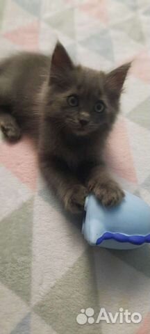 Пушистый котёнок бесплатно