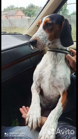 Эстонская гончая в хорошие руки