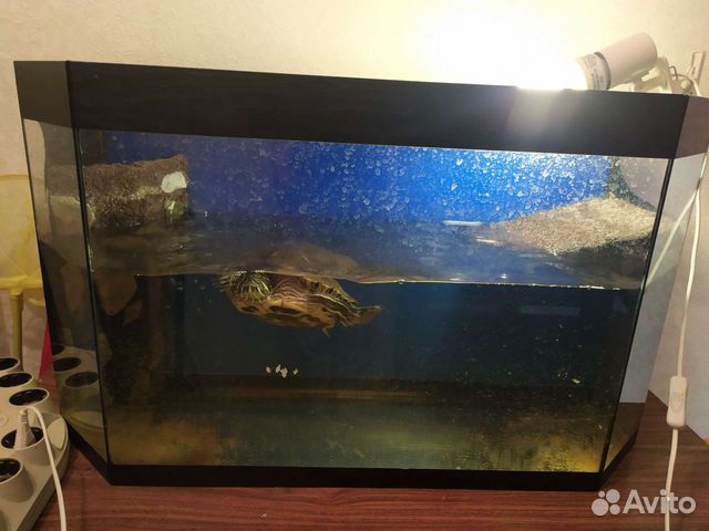 Красноухая черепаха с аквариумом