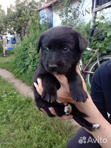 Щенки бесплатно