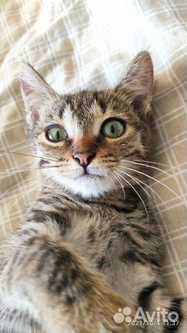 Котенок полосатый ласковый в добрые руки