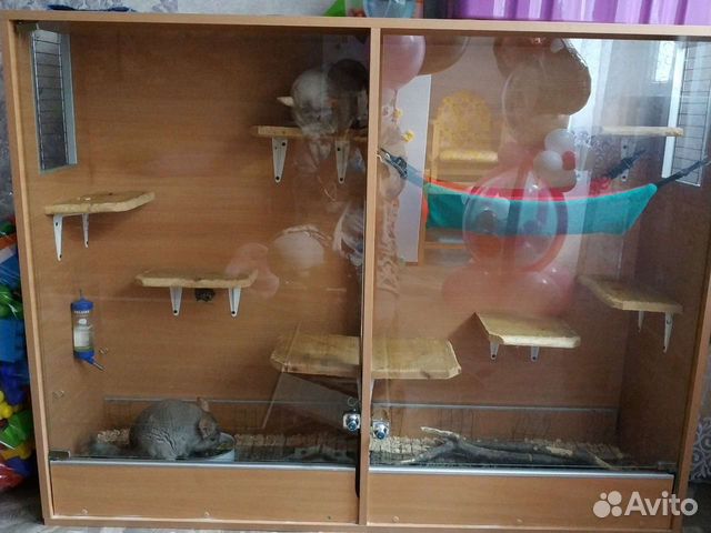 Шиншиллы (девочка и мальчик) вместе со своим комфо