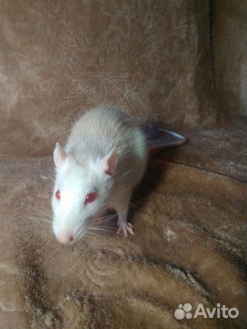 Отдадим крысу альбинос в добрые-хорошие руки