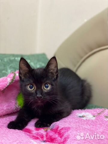 Котик в добрые руки