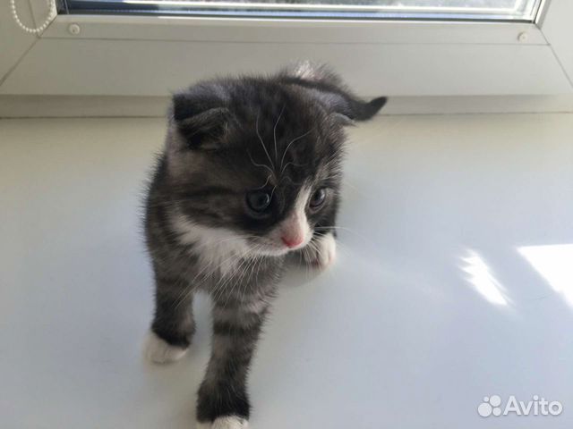 Милый котёночек