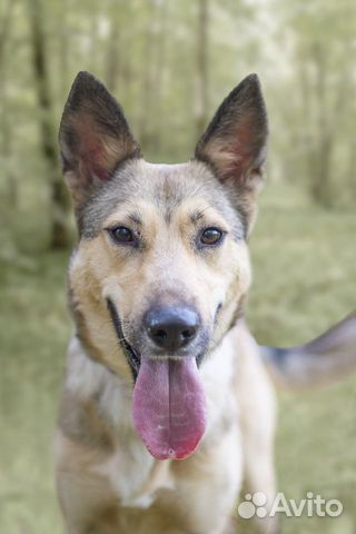 Феррари ищет хозяина