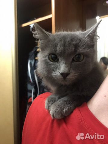 Породистый котенок бесплатно