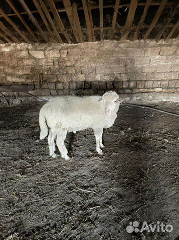 Баранчики годовалые северокавкизкие тексель кросы2