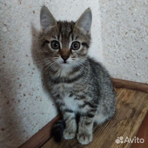 Котëнок в добрые руки